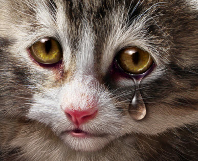 Readers’ Story: Consoling the Cat - HR Daily Advisor