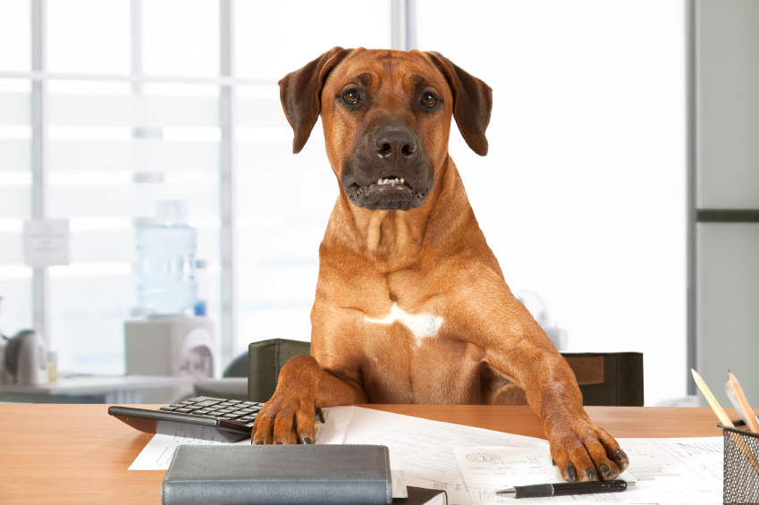 Collies in the cubicles? Exploring pros and cons of pets at work