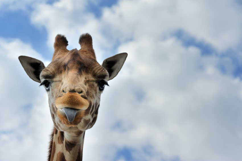 Unusual Workplace Mascot Lets Employees Know They Are Appreciated - HR ...