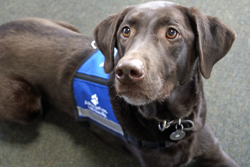 Animals at Work: In-Fur-Mation for Employers - HR Daily Advisor